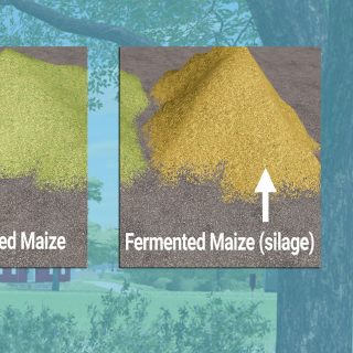 Farming Simulator 22: MaizePlus and MaizePlus CCM
