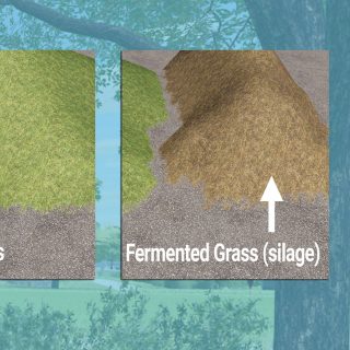 Farming Simulator 22: MaizePlus and MaizePlus CCM