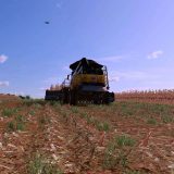 New corn texture with more real effects v1.0.0.0 - FS25 / FS22 Mod