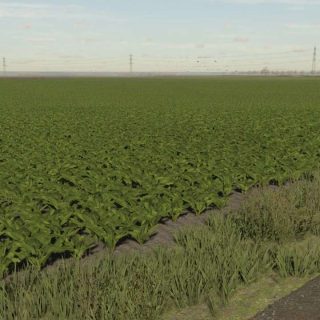 Sugar beet textures v1.0.0.0 - FS25 / FS22 Mod