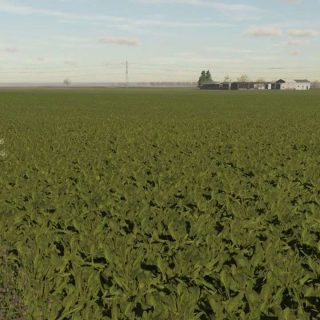 Sugar beet textures v1.0.0.0 - FS25 / FS22 Mod