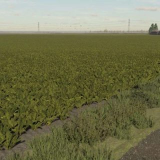 Sugar beet textures v1.0.0.0 - FS25 / FS22 Mod