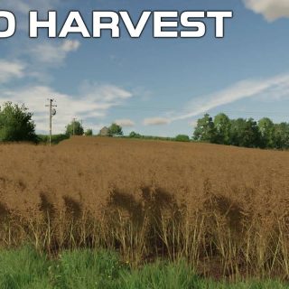 OSR/Canola Crop Textures v1.0.0.0 - FS25 / FS22 Mod