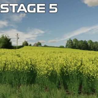 OSR/Canola Crop Textures v1.0.0.0 - FS25 / FS22 Mod