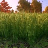 Grass Texture v1.0.0.0 - FS25 / FS22 Mod