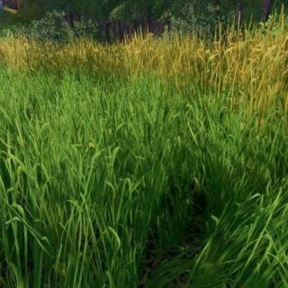 Grass Texture v1.0.0.0 - FS25 / FS22 Mod