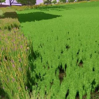 Grass texture with alfalfa v1.0.0.0 - FS25 / FS22 Mod
