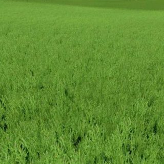 Grass texture with alfalfa v1.0.0.0 - FS25 / FS22 Mod