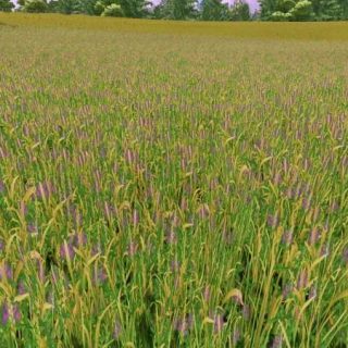 Grass texture with alfalfa v1.0.0.0 - FS25 / FS22 Mod