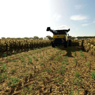 Sorghum and sunflowers foliage v1.0.0.0 - FS25 / FS22 Mod