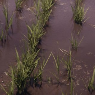 Rice and Spinach crops in Farming Simulator 25 - FS25 / FS22 Mod