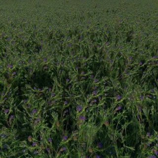 Clover and Alfalfa Texture v1.0.0.1 - FS25 / FS22 Mod