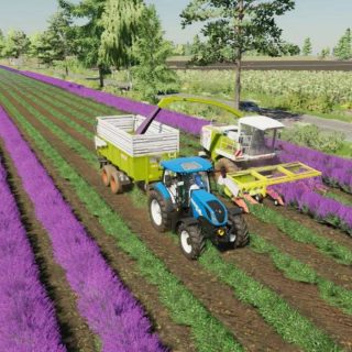 Lavender in Rows (Prefab) v1.0.0.1 - FS25 / FS22 Mod