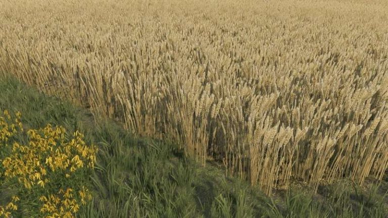 Wheat Texture v1.0.0.0 - FS25 / FS22 Mod