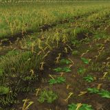 Maize Texture v1.0.0.0 - FS25 / FS22 Mod