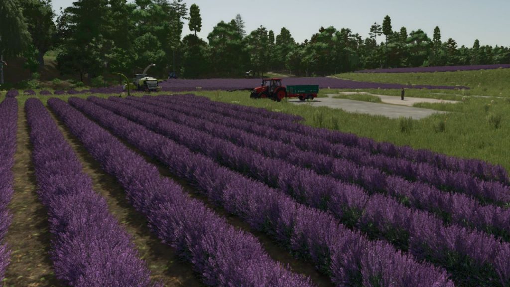 Lavender in Rows (Prefab) V1.0.0.0 - FS25 / FS22 Mod