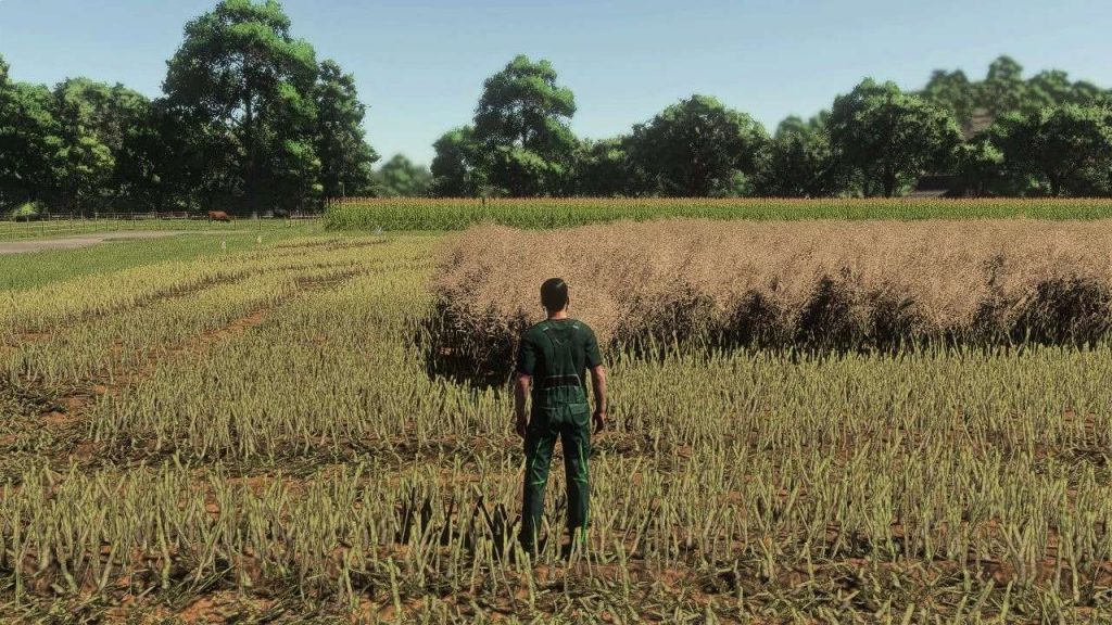 Realistic Canola Growth Cycle in Europe v1.0.0.1 - FS25 / FS22 Mod